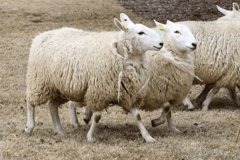 Cheviot – Loudoun Valley Sheep Producers