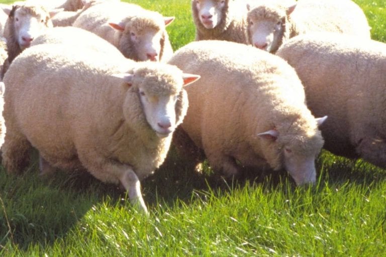 Dorset – Loudoun Valley Sheep Producers